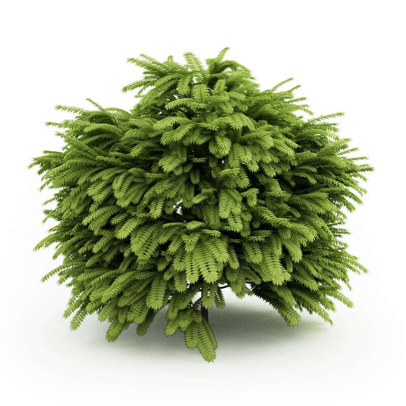 Staghorn Sumac - 3D Model by cgaxis