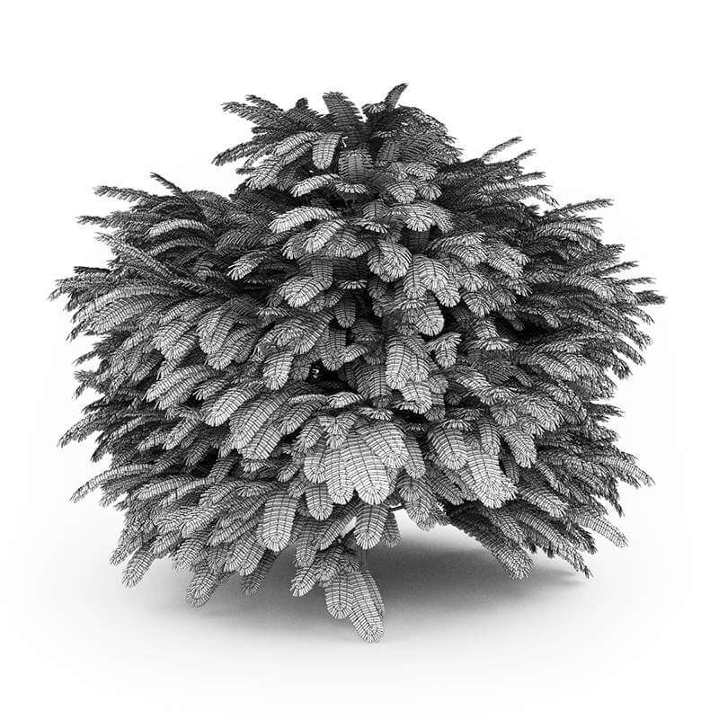 Staghorn Sumac - 3D Model by cgaxis