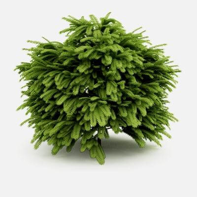 Staghorn Sumac - 3D Model by cgaxis