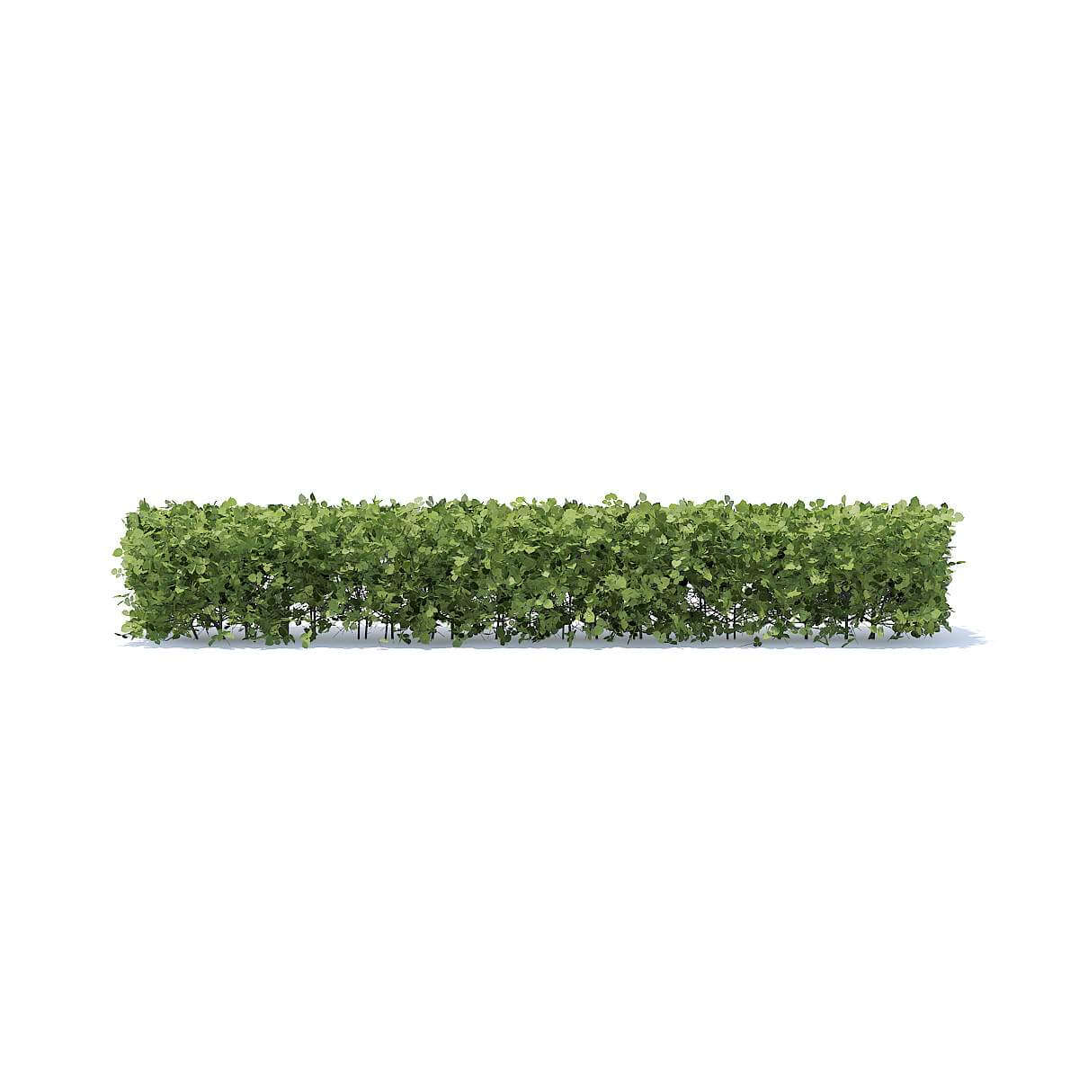 Straight Hedge - 3D Model by cgaxis