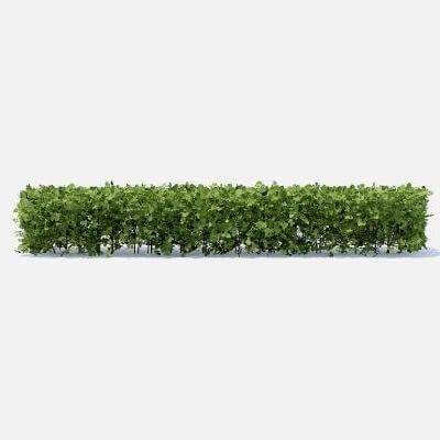 Straight Hedge - 3D Model by cgaxis