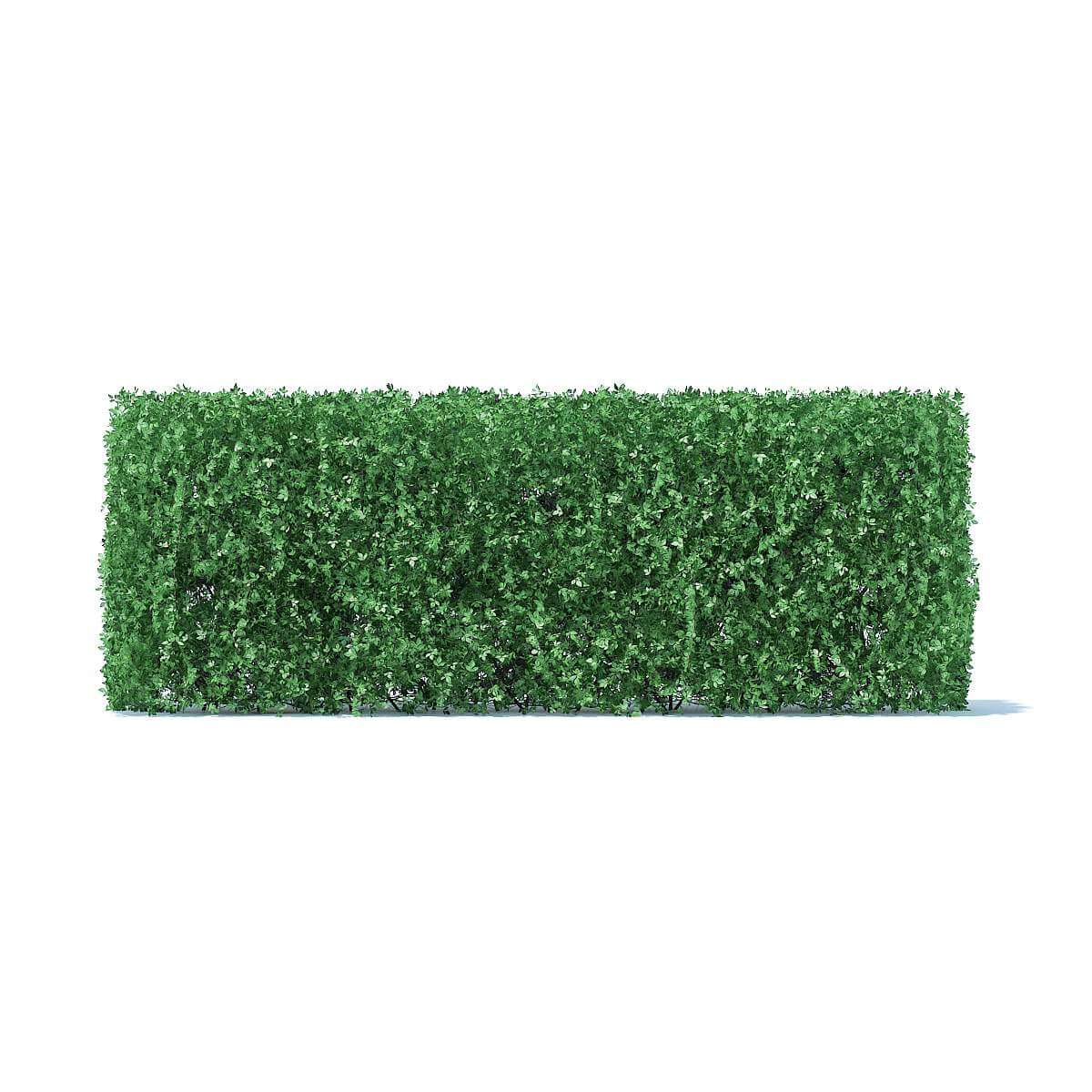Straight Hedge - 3D Model by cgaxis