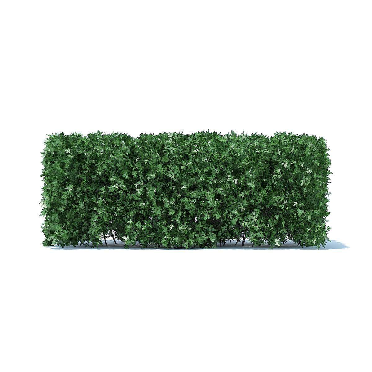 Straight Hedge - 3D Model by cgaxis