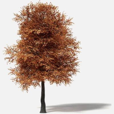 Sugar Maple 10m - 3D Model by cgaxis