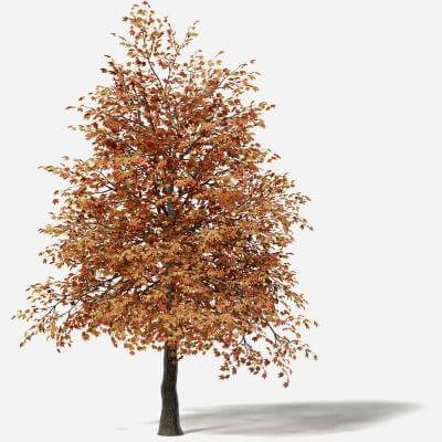 Sugar Maple 5.5m - 3D Model by cgaxis