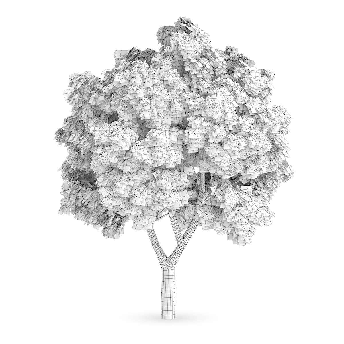 Sycamore Maple (Acer pseudoplatanus) - 3D Model by cgaxis