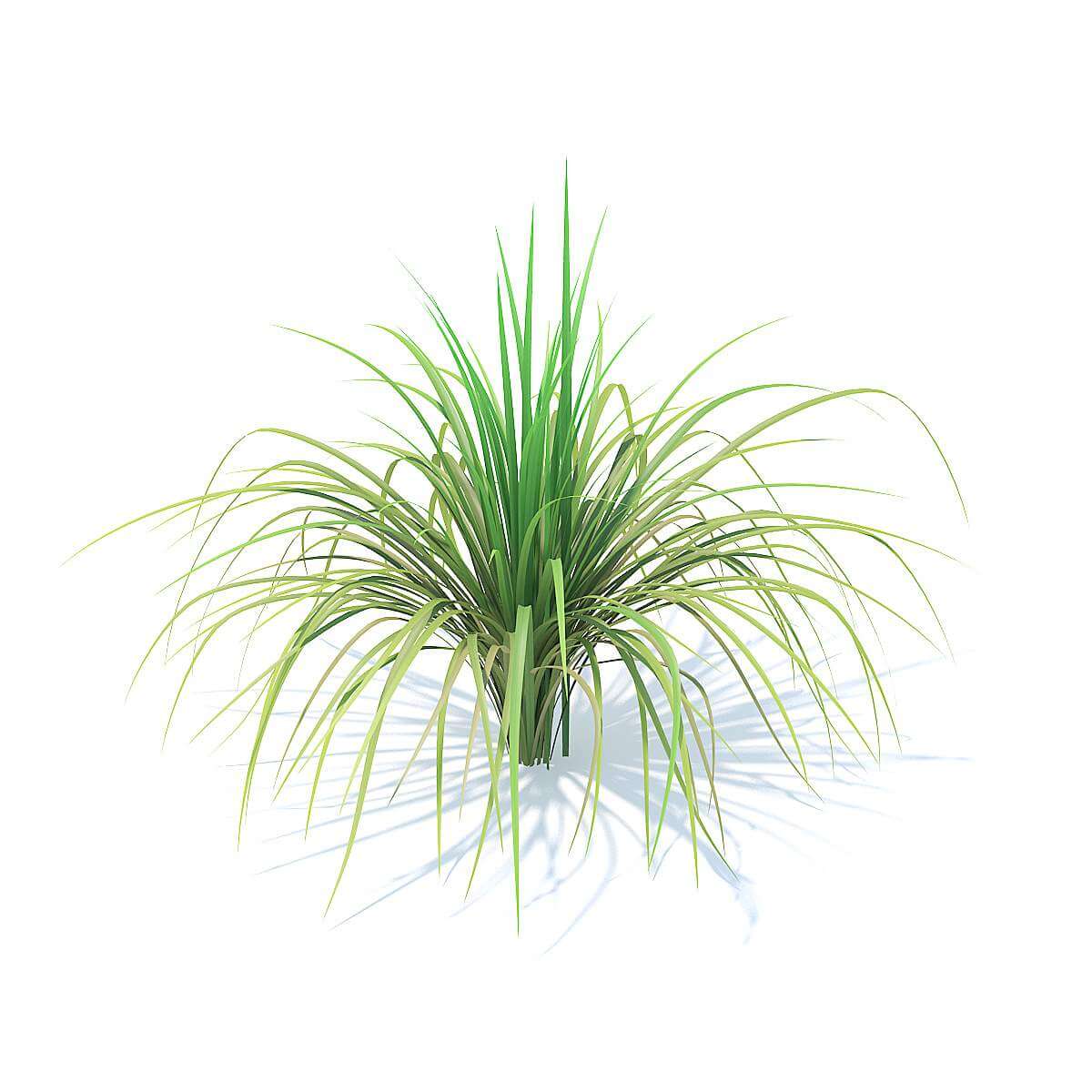 Tall Grass - 3D Model by cgaxis