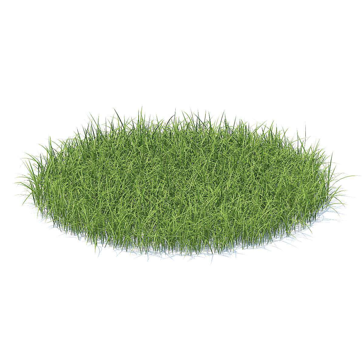 Tall Grass - 3D Model by cgaxis