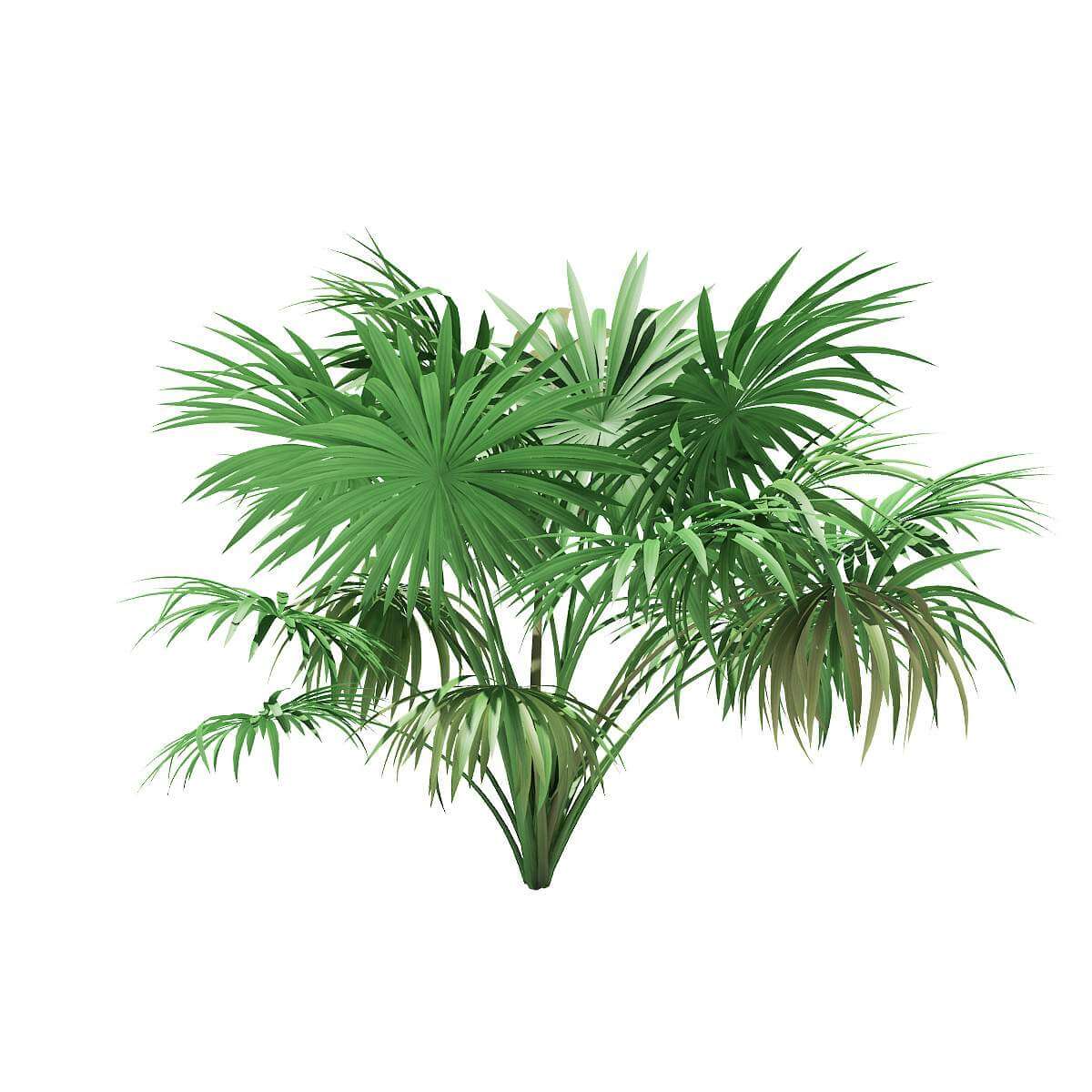 Thatch Palm Tree 1.9m - 3D Model by cgaxis