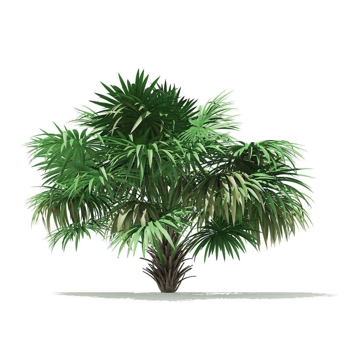 Thatch Palm Tree 2.6m - 3D Model by cgaxis