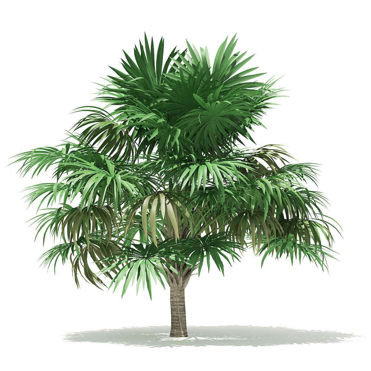 Thatch Palm Tree 3.8m - 3D Model by cgaxis