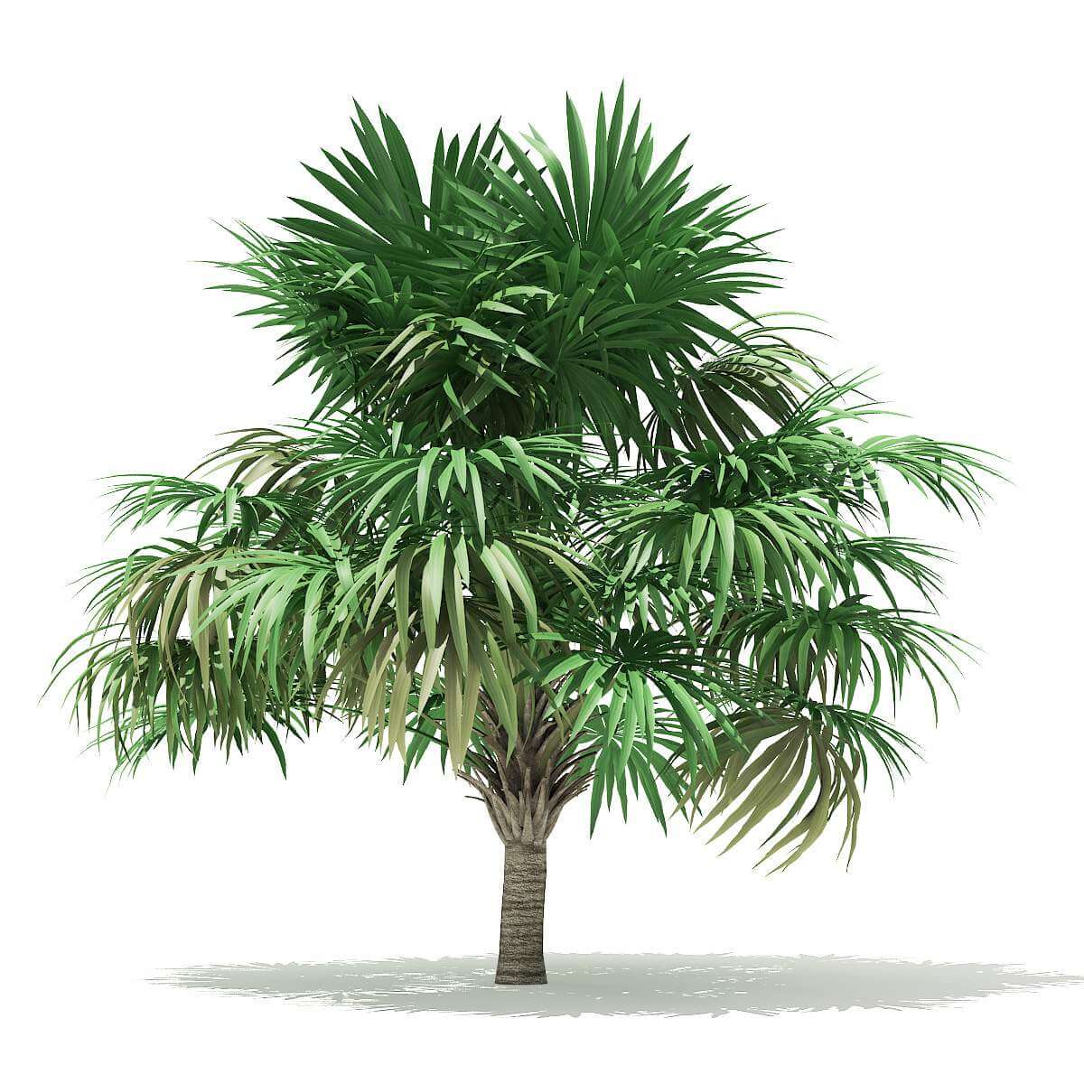 Thatch Palm Tree 3.8m - 3D Model by cgaxis