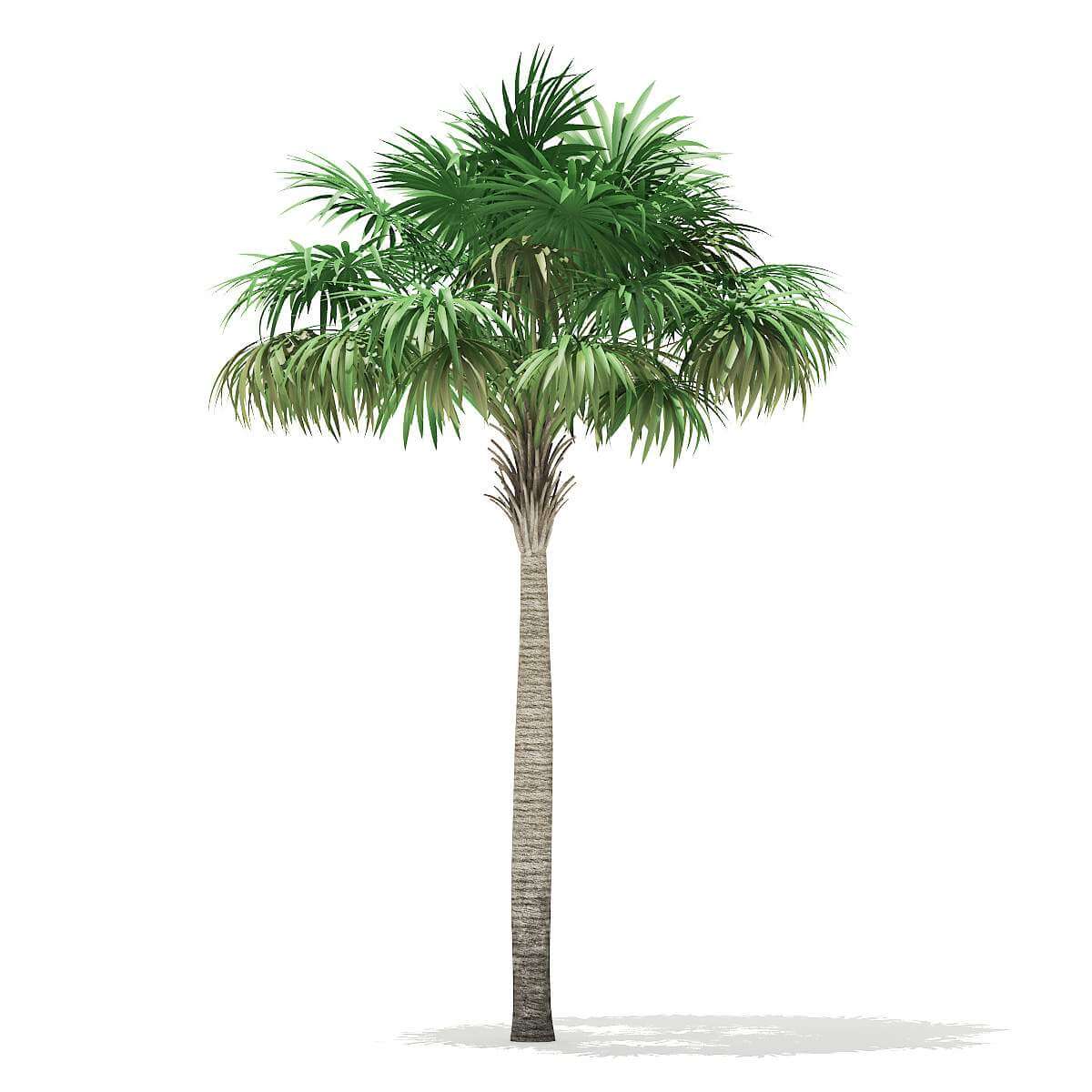 Thatch Palm Tree 7m - 3D Model by cgaxis