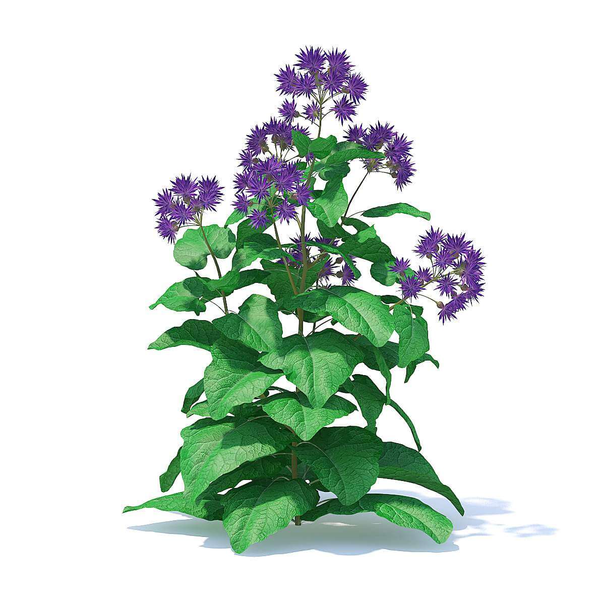 Thistle - 3D Model by cgaxis