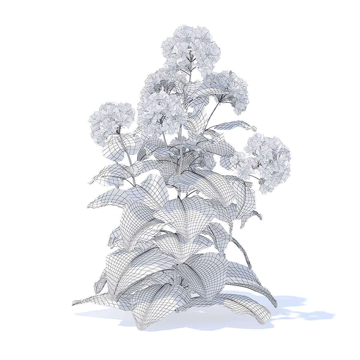 Thistle - 3D Model by cgaxis