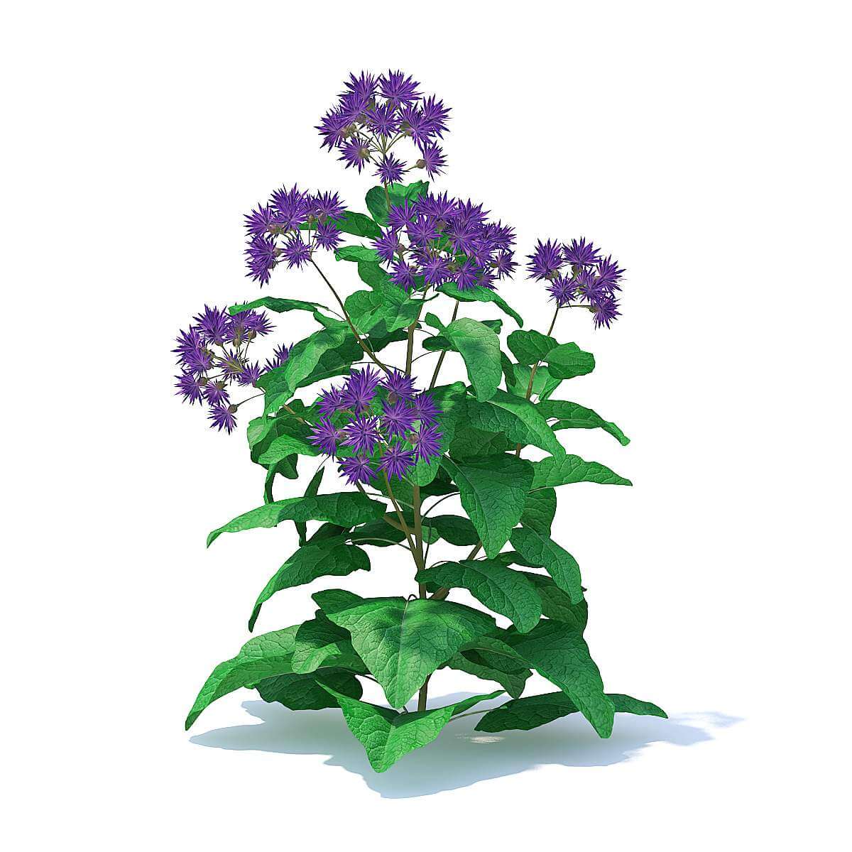 Thistle - 3D Model by cgaxis