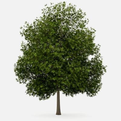 White Ash 1 (Fraxinus americana) - 3D Model by cgaxis