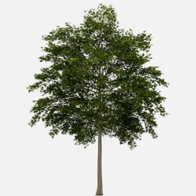 White Ash 3 (Fraxinus americana) - 3D Model by cgaxis