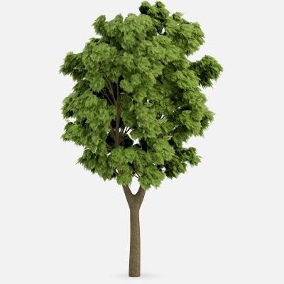 White Ash (Fraxinus americana) - 3D Model by cgaxis