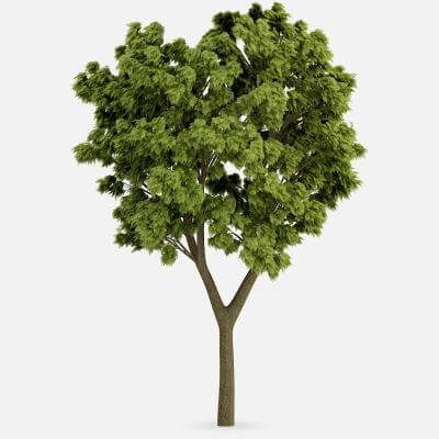 White Ash (Fraxinus americana) - 3D Model by cgaxis