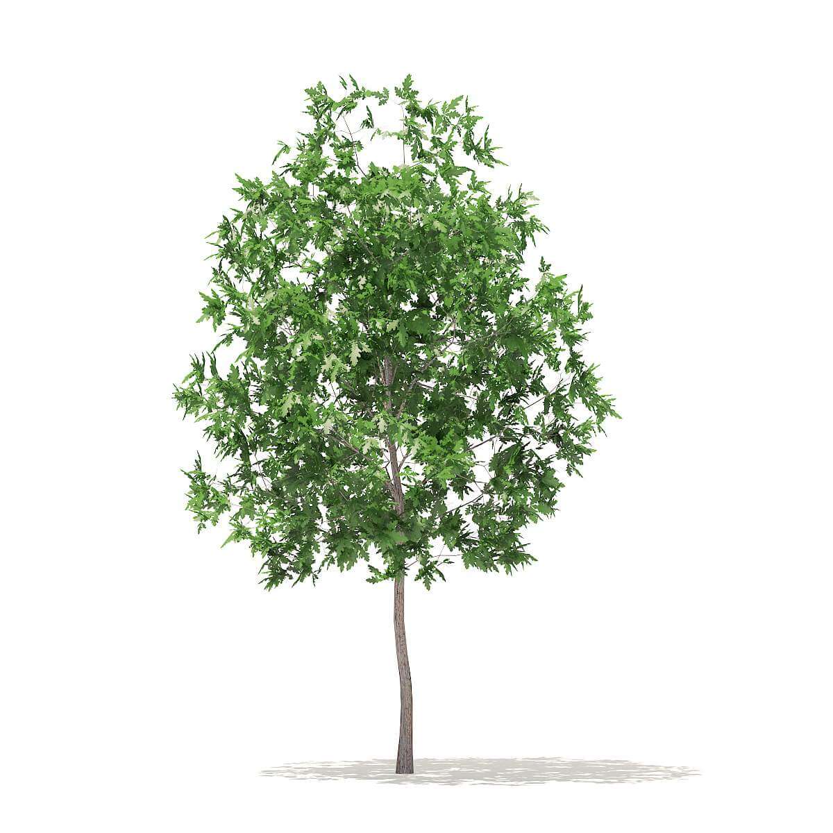 White Oak 3.7m - 3D Model by cgaxis