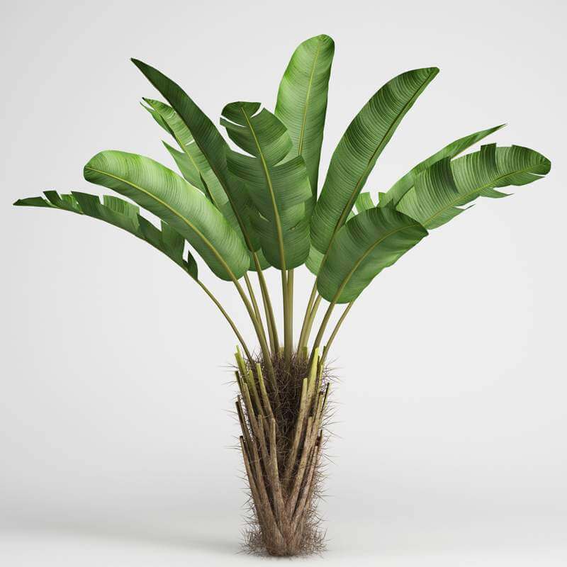 Wild Banana Tree - 3D Model by cgaxis