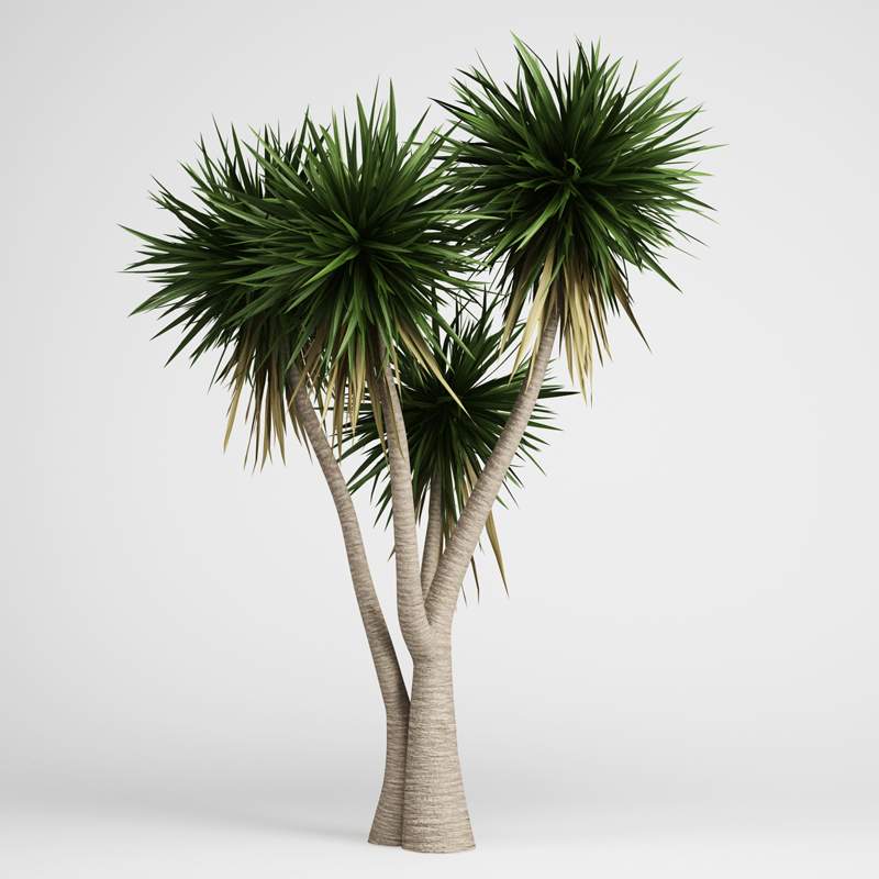 Yucca - 3D Model by cgaxis