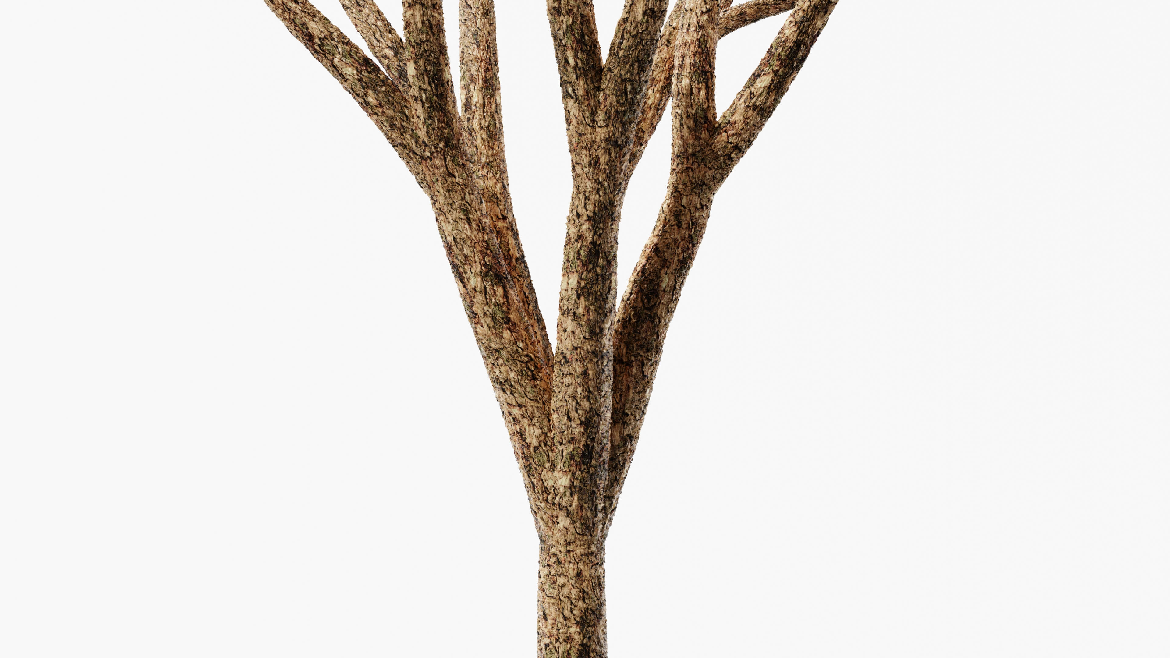 Tree Bark PBR Texture by CGHawk