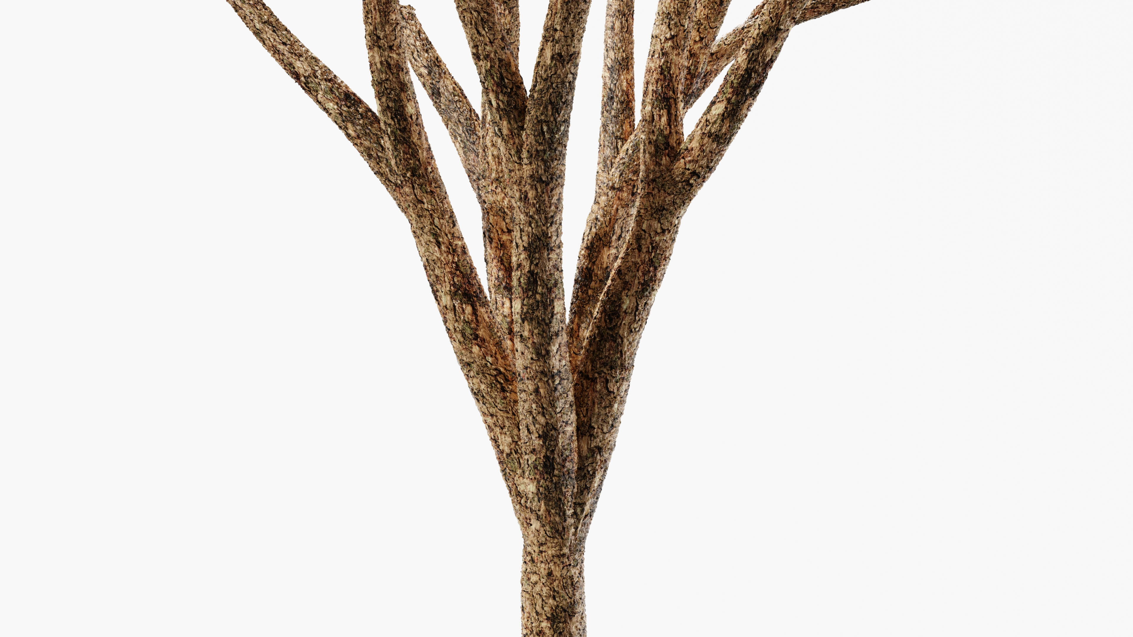 Tree Bark PBR Texture by CGHawk