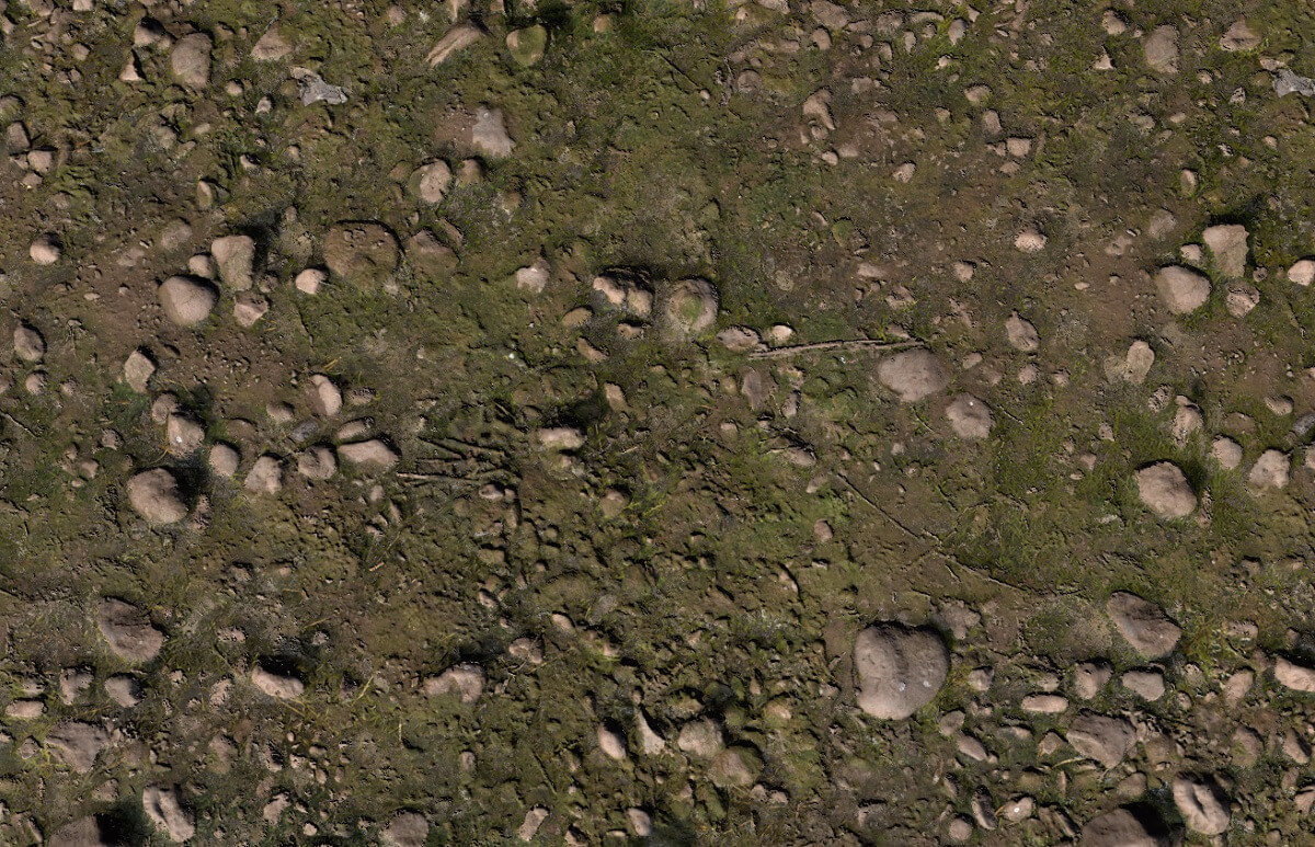 Woodland Terrain PBR Texture by CGHawk