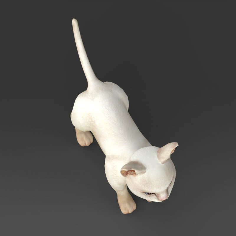 White Kitten - 3D Model by cghriggs