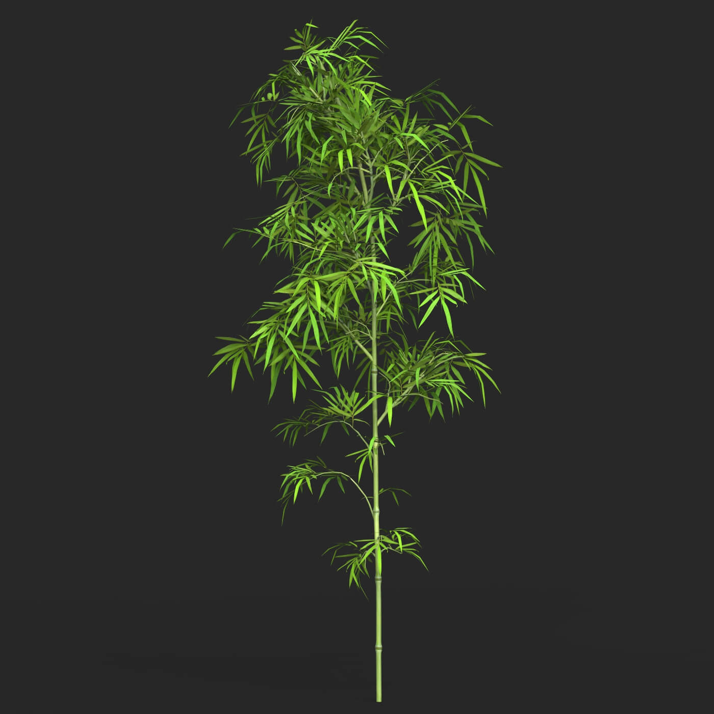 Bamboo Tree 01 - 3D Model by cgsea