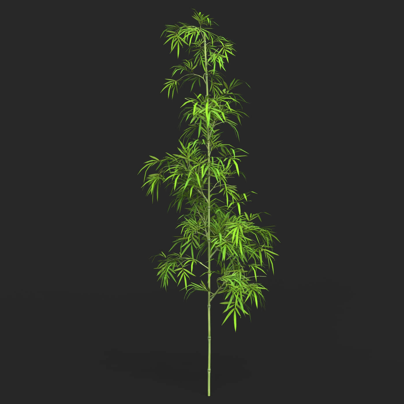 Bamboo Tree 02 - 3D Model by cgsea