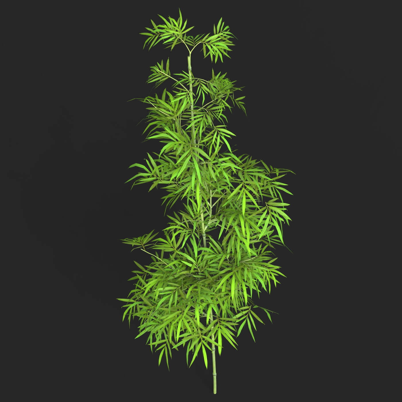Bamboo Tree 02 - 3D Model by cgsea