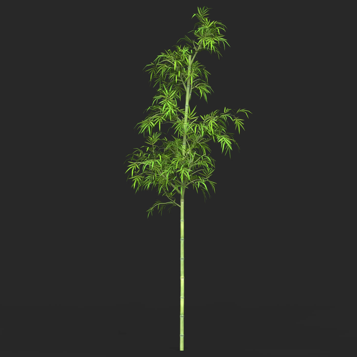 Bamboo Tree 04 - 3D Model by cgsea