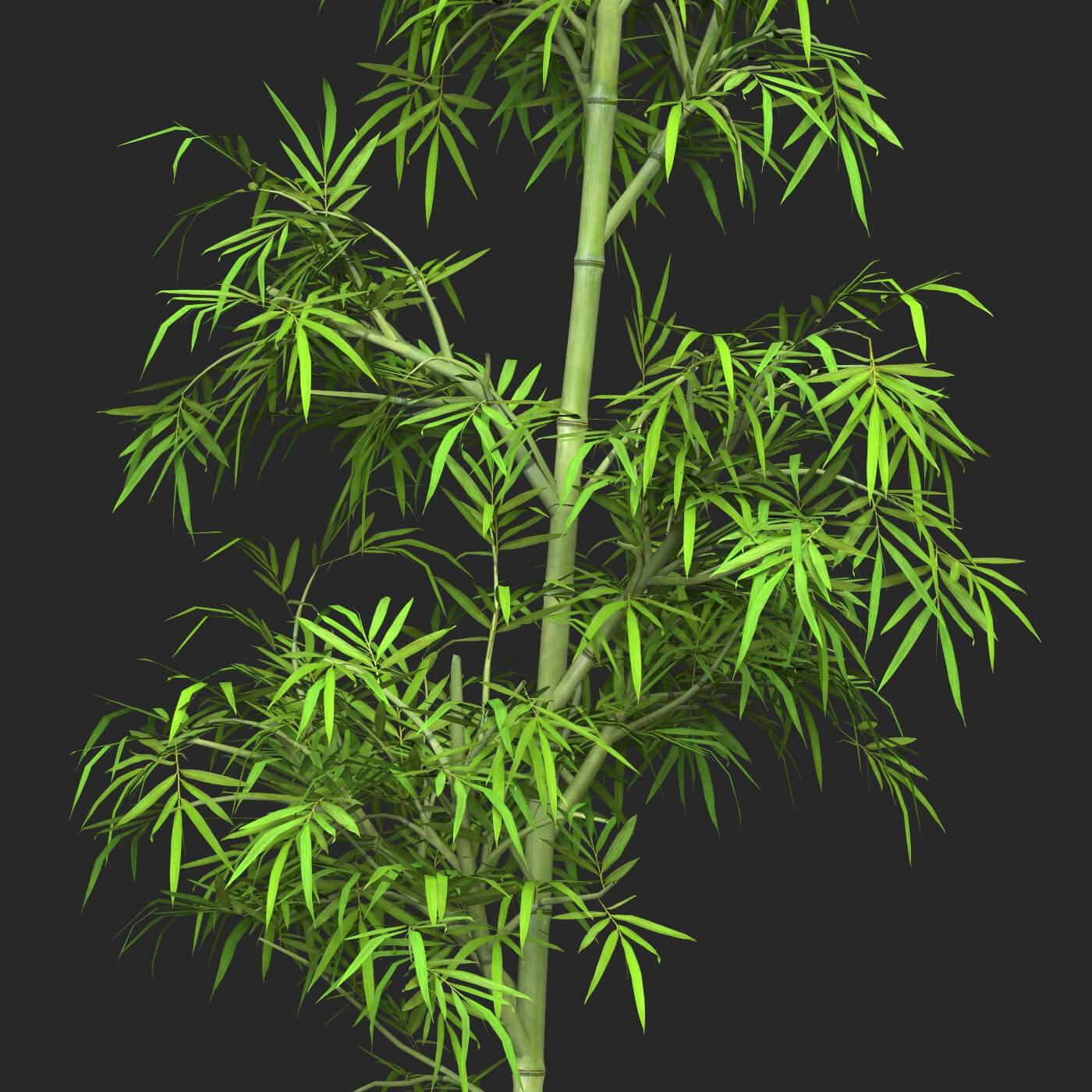 Bamboo Tree 04 - 3D Model by cgsea