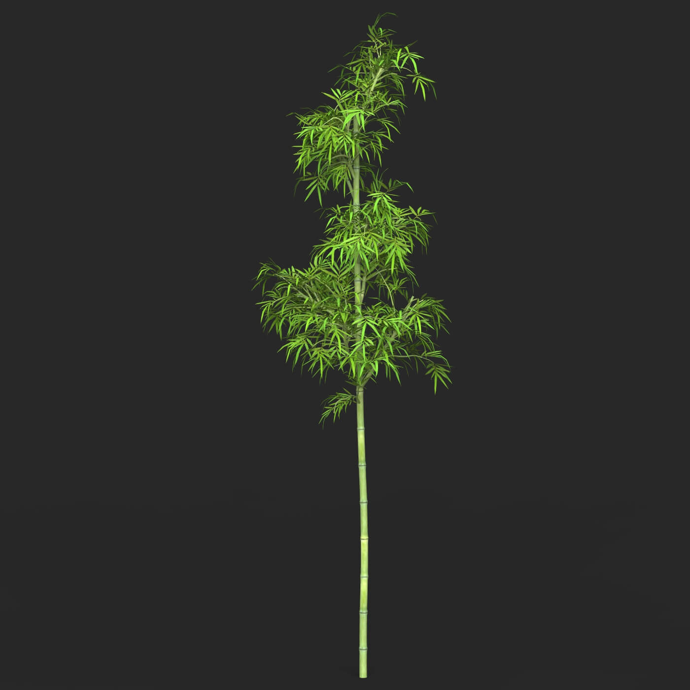 Bamboo Tree 04 - 3D Model by cgsea