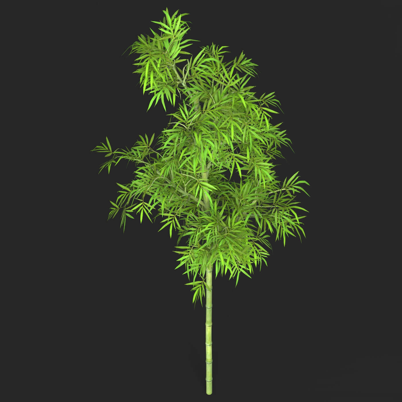 Bamboo Tree 04 - 3D Model by cgsea