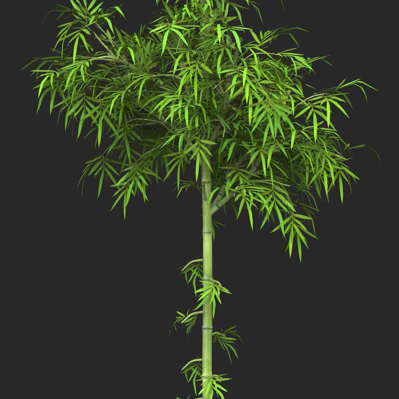 Bamboo Tree 05 - 3D Model by cgsea