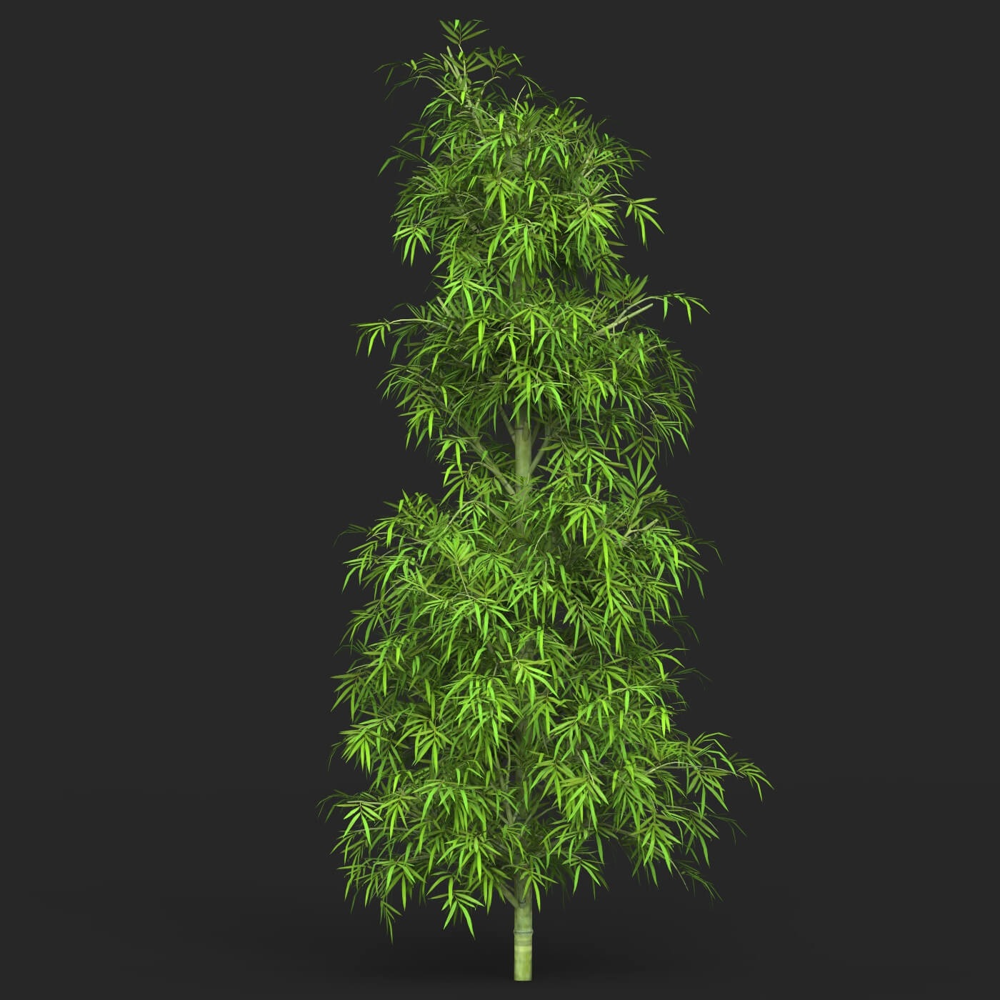 Bamboo Tree 09 - 3D Model by cgsea