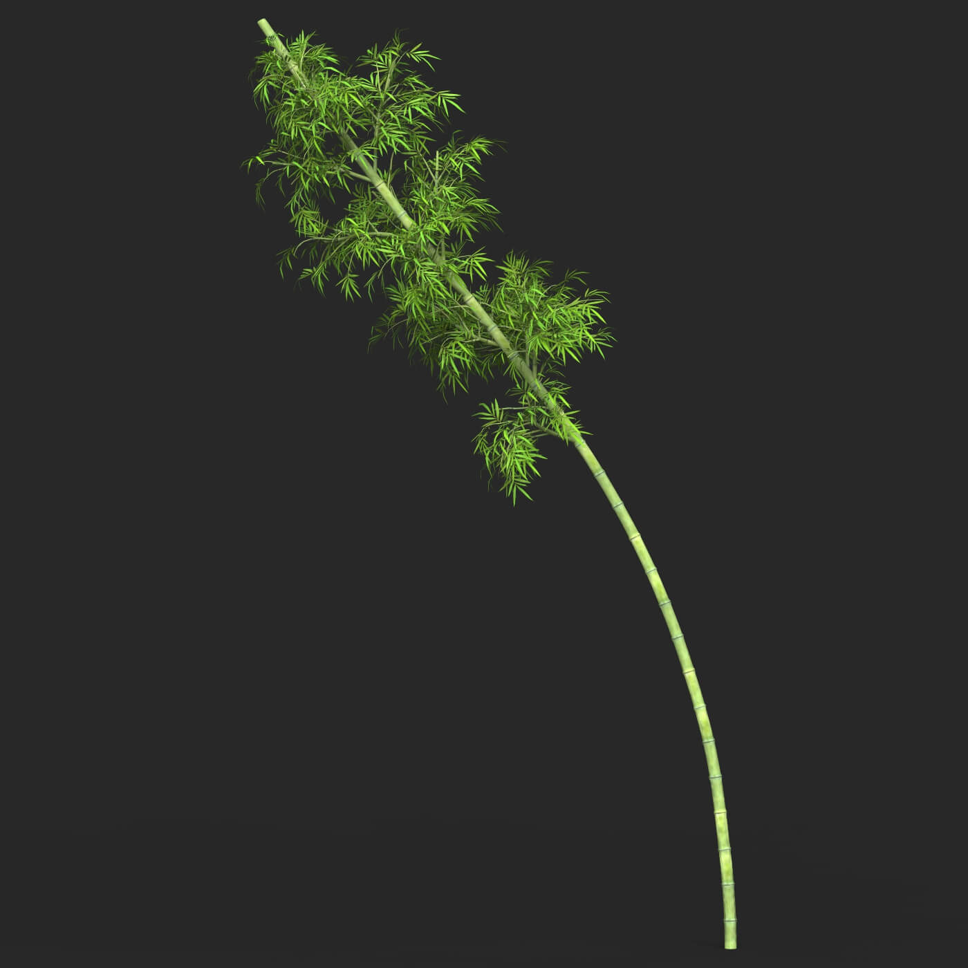 Bamboo Tree 10 - 3D Model by cgsea