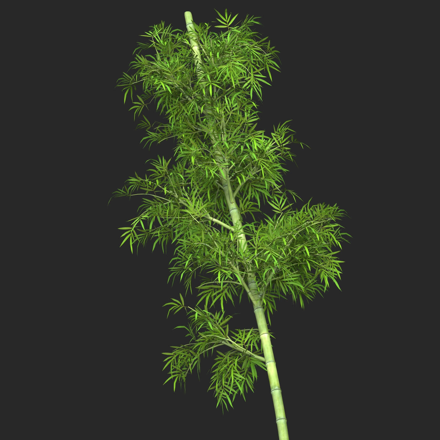 Bamboo Tree 10 - 3D Model by cgsea
