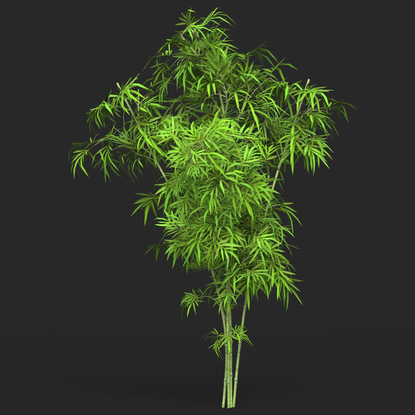 Bamboo Tree 11 - 3D Model by cgsea