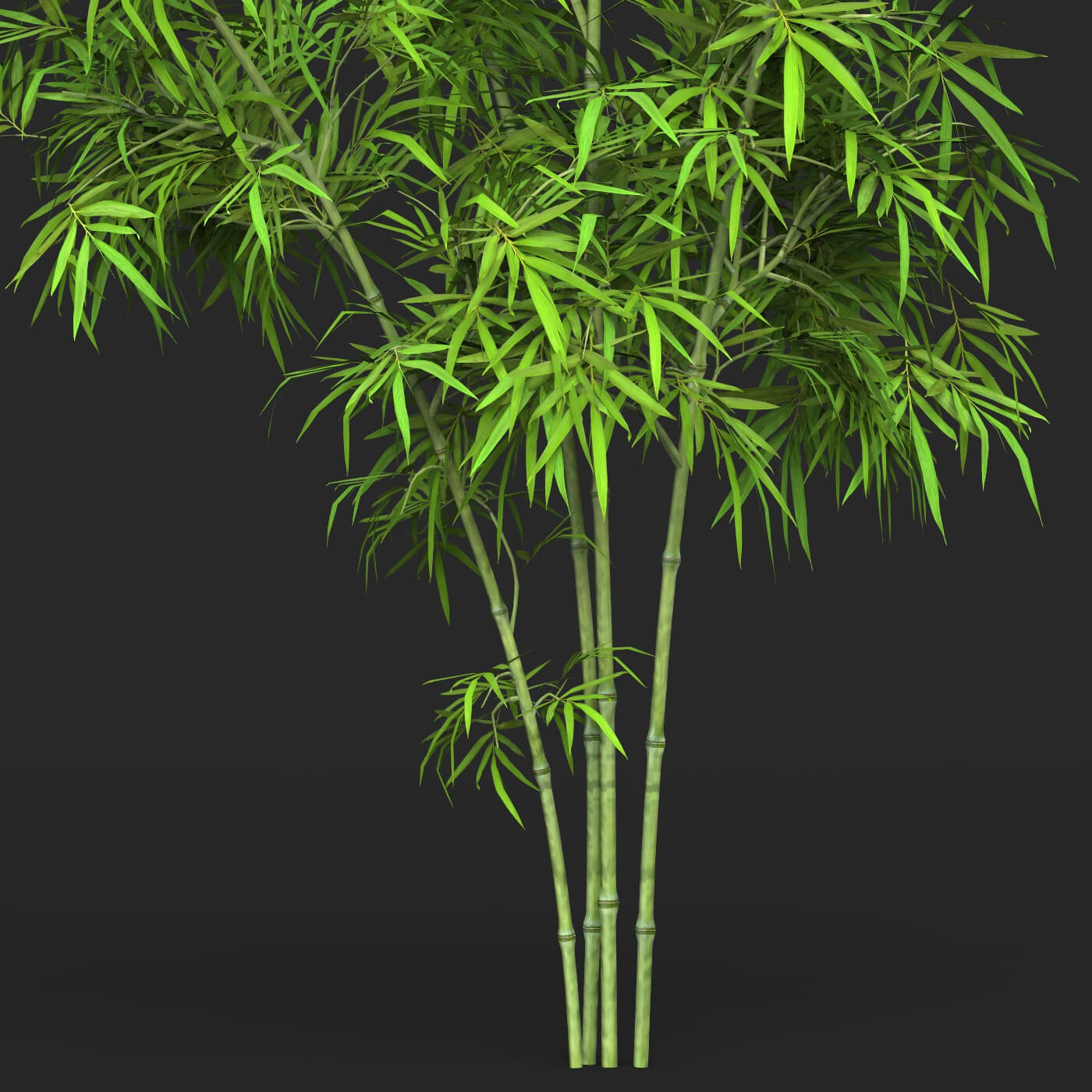Bamboo Tree 11 - 3D Model by cgsea