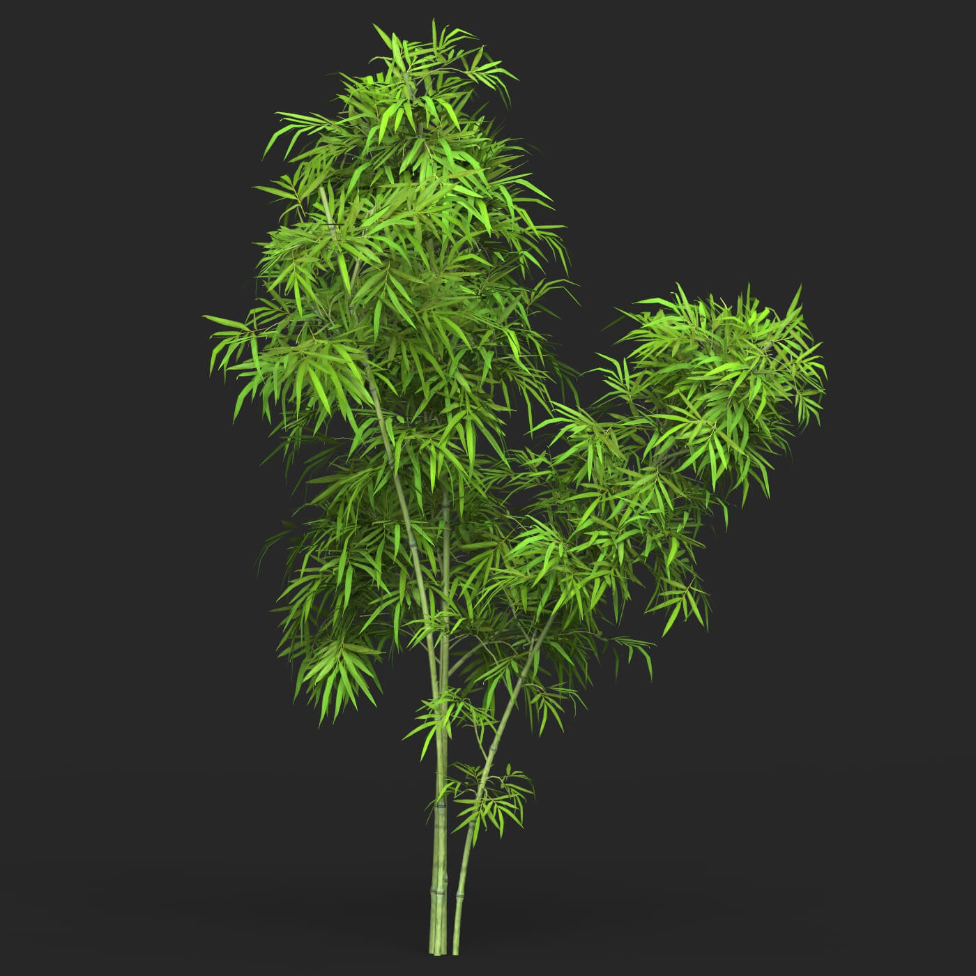 Bamboo Tree 11 - 3D Model by cgsea