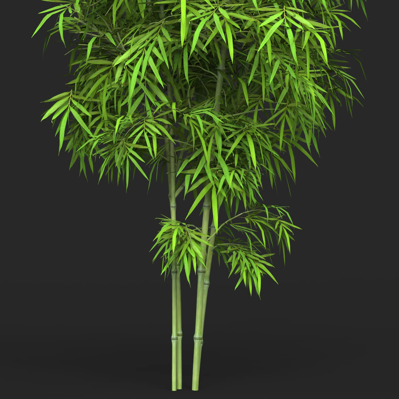Bamboo Tree 12 - 3D Model by cgsea