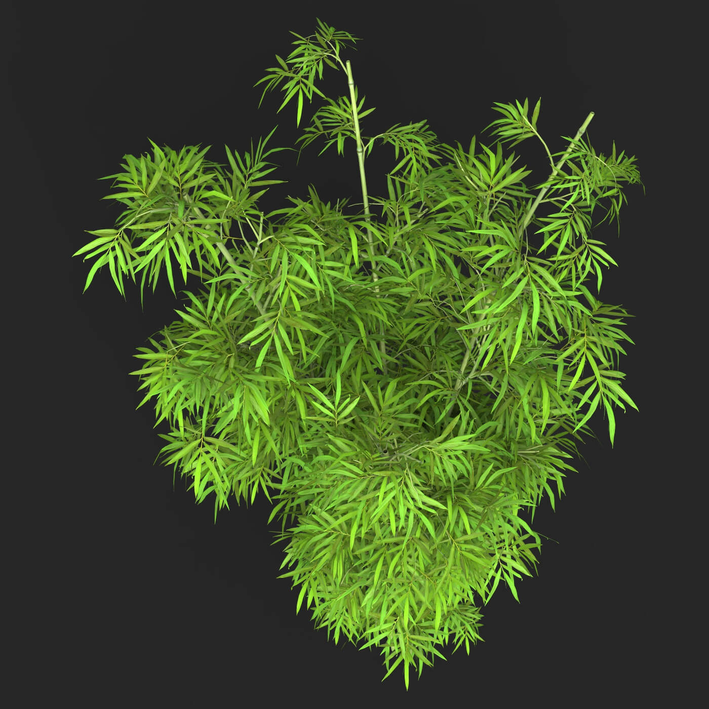 Bamboo Tree 12 - 3D Model by cgsea