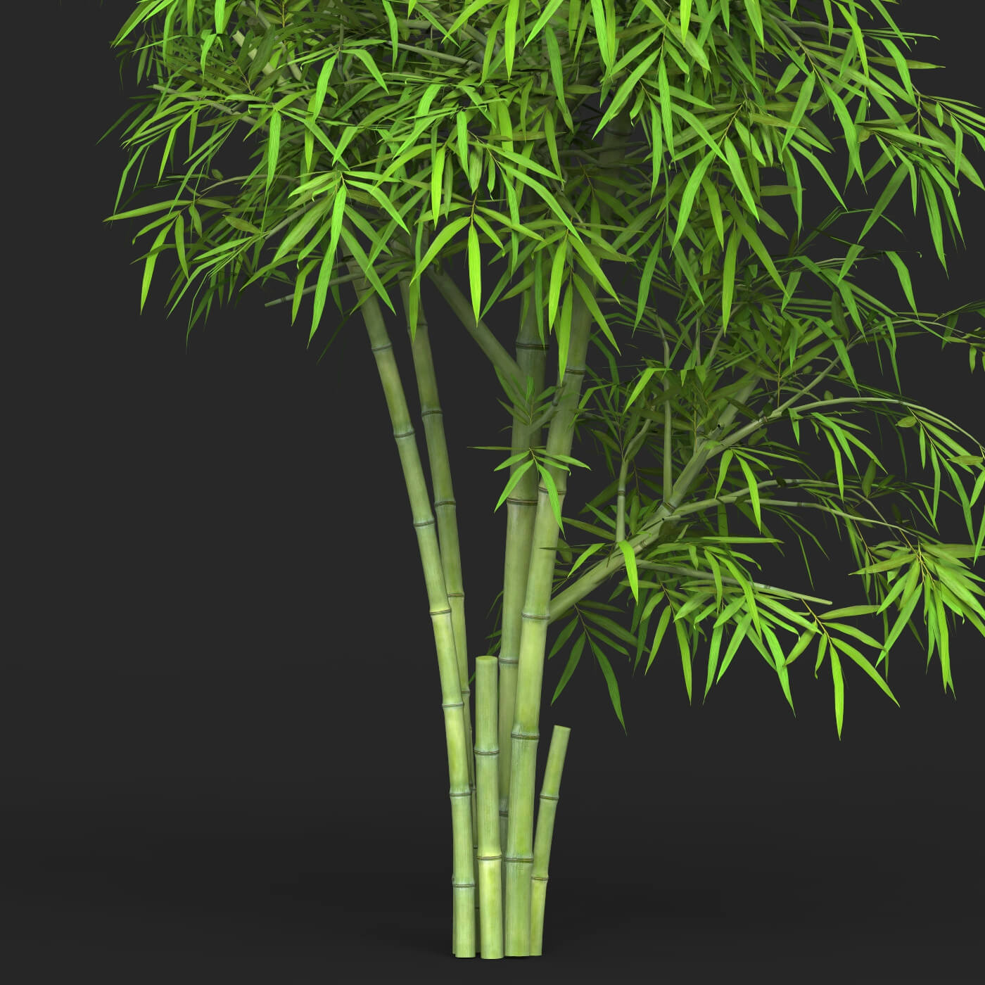 Bamboo Tree 13 - 3D Model by cgsea