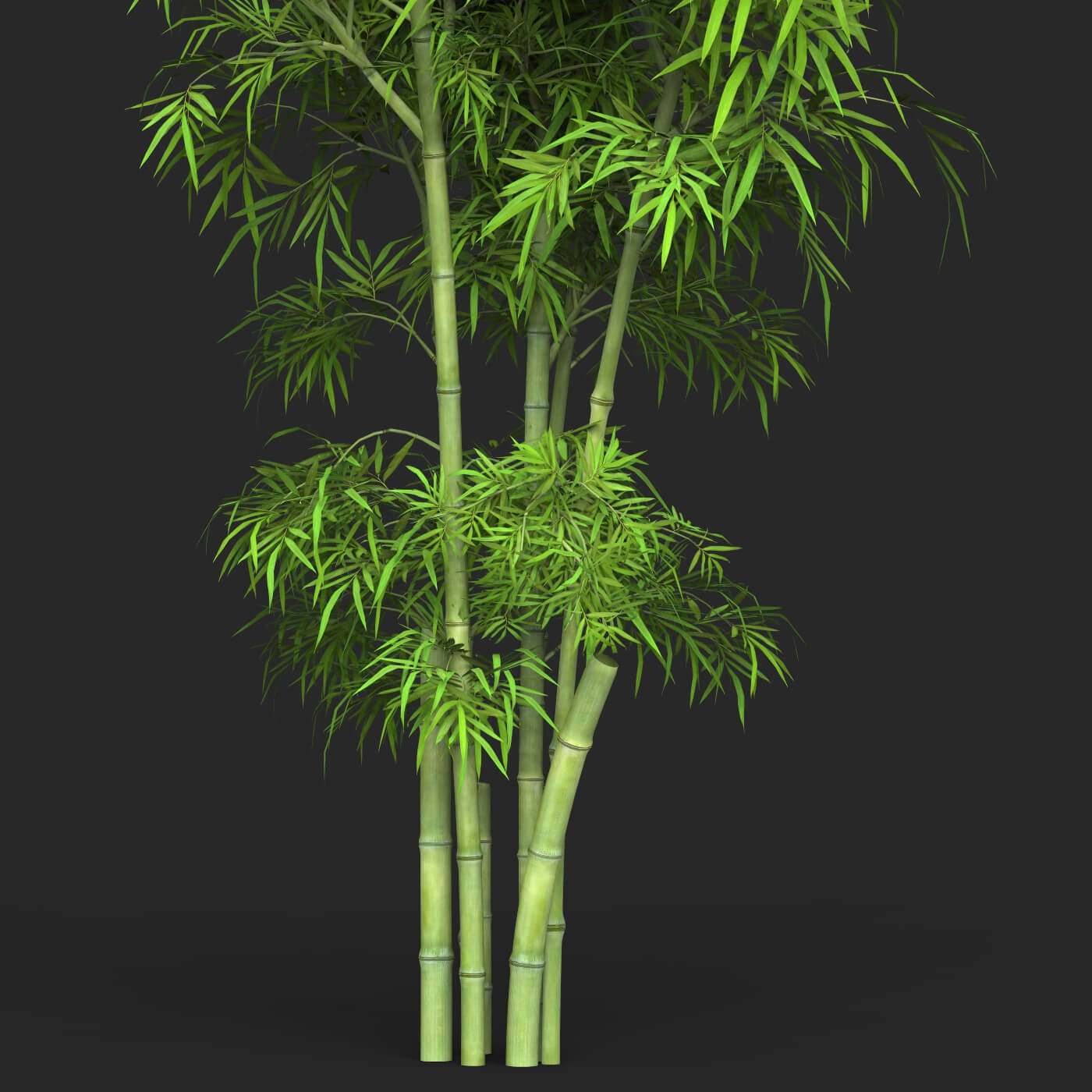 Bamboo Tree 14 - 3D Model by cgsea