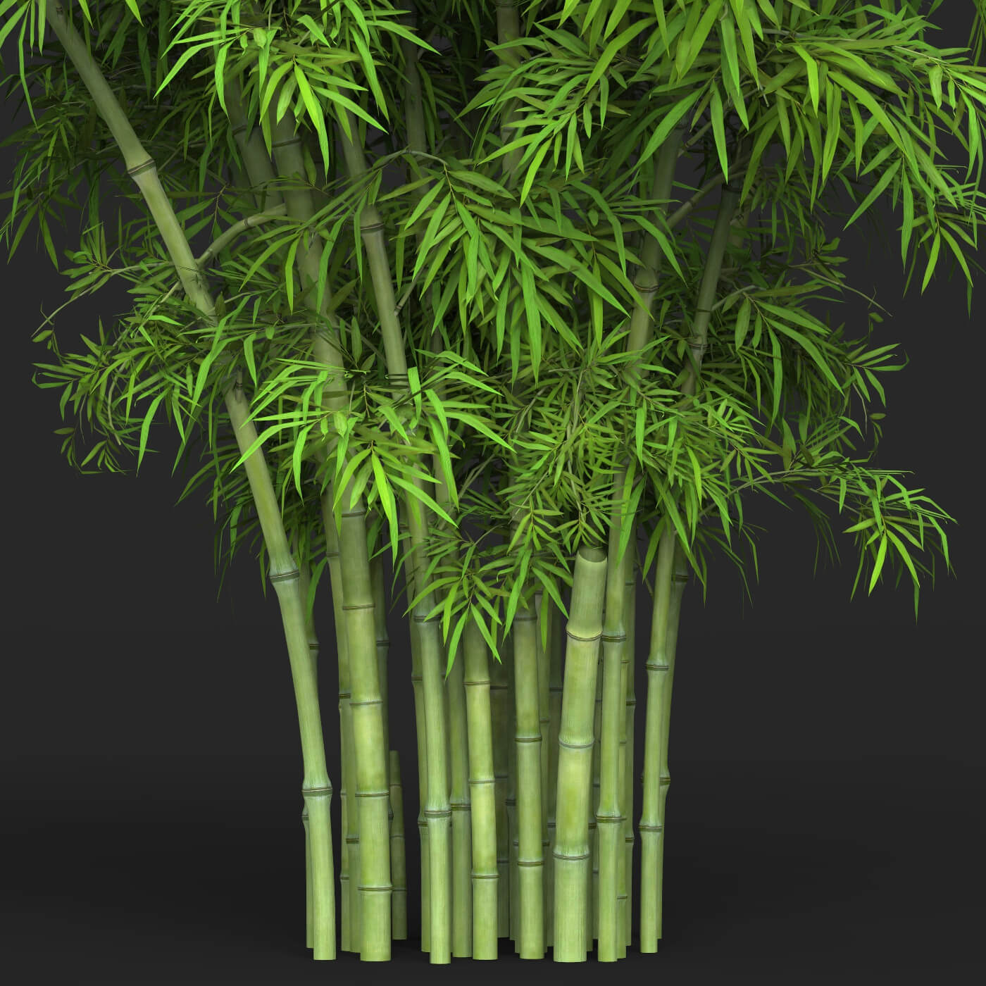 Bamboo Tree 15 - 3D Model by cgsea